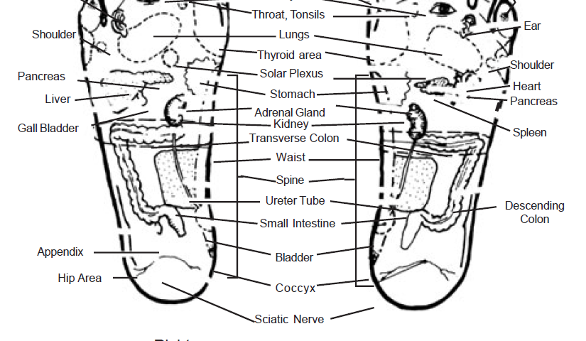 Feet Roots of the Body 3 – Learn Self Healing Techniques Online
